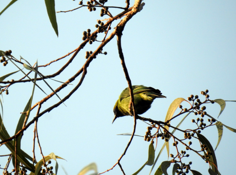 Birds of The Tamara in Coorg - Bindu Gopal Rao, Freelance Writer ...