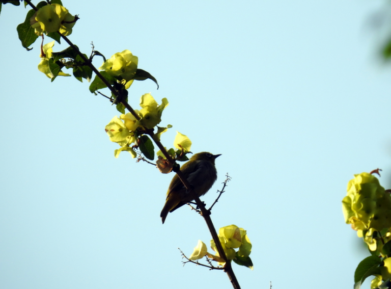Birds of The Tamara in Coorg - Bindu Gopal Rao, Freelance Writer ...