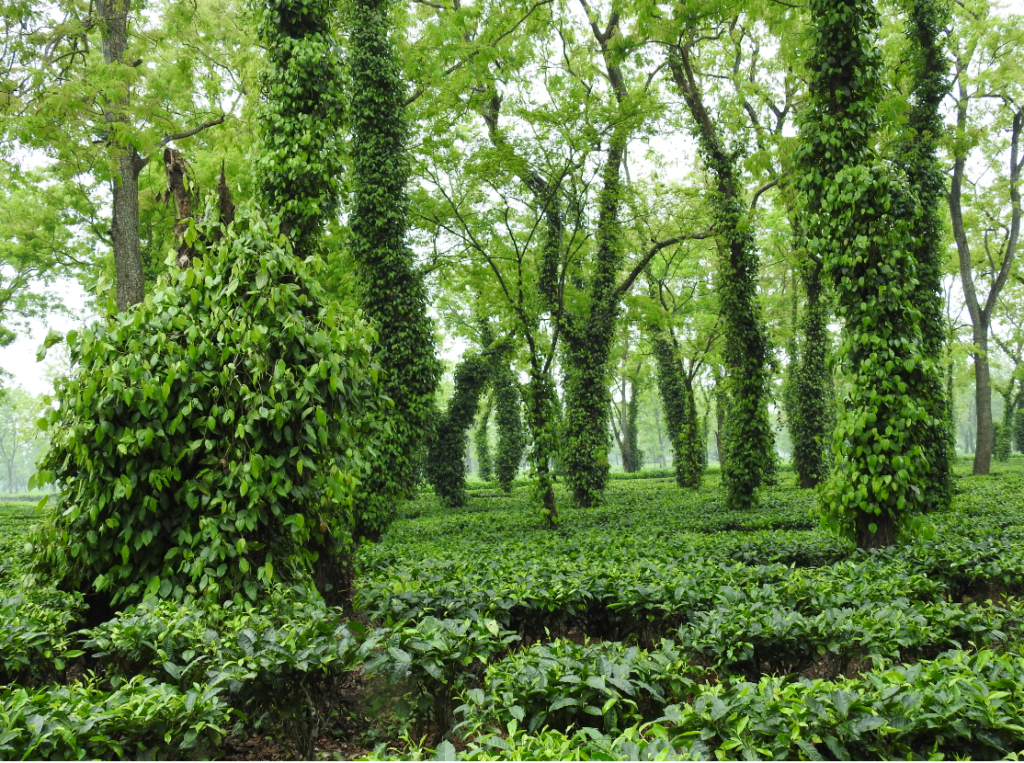 Tea Trail in Assam - Bindu Gopal Rao, Freelance Writer & Photographer