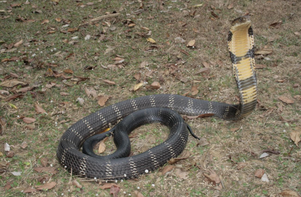 Agumbe and Cobra Research - Bindu Gopal Rao, Freelance Writer ...