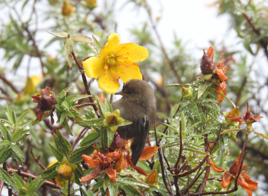 Birds of Reunion Island Photo Essay - Bindu Gopal Rao, Freelance Writer ...