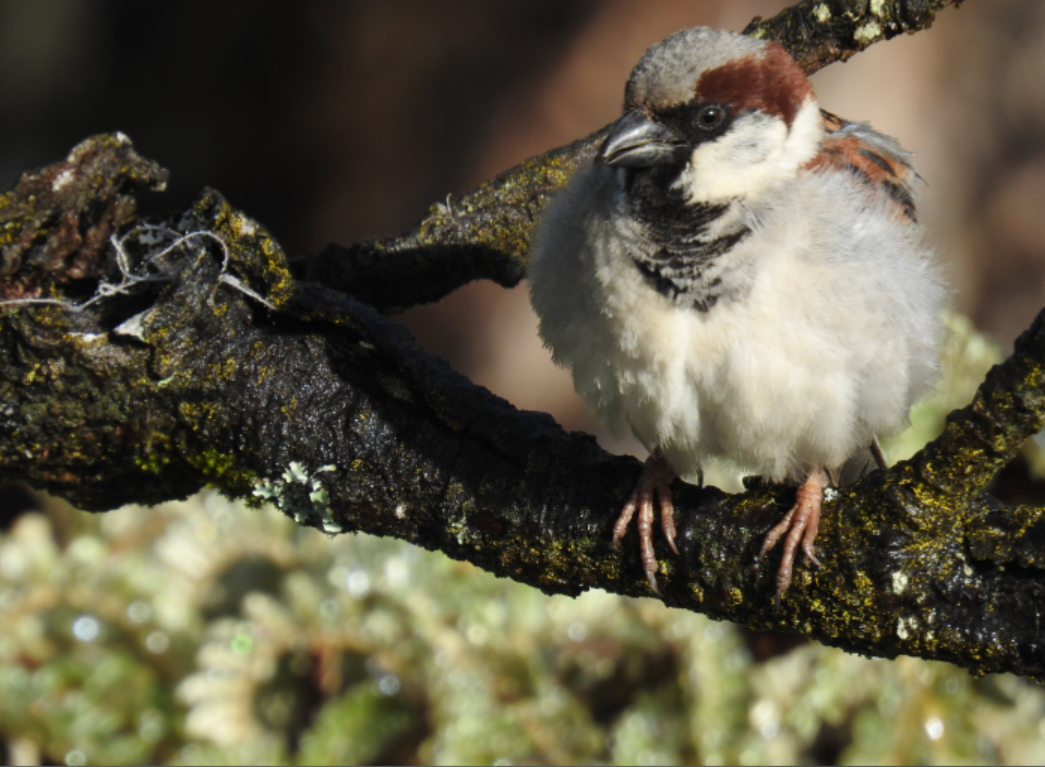 Birds of Reunion Island Photo Essay - Bindu Gopal Rao, Freelance Writer ...