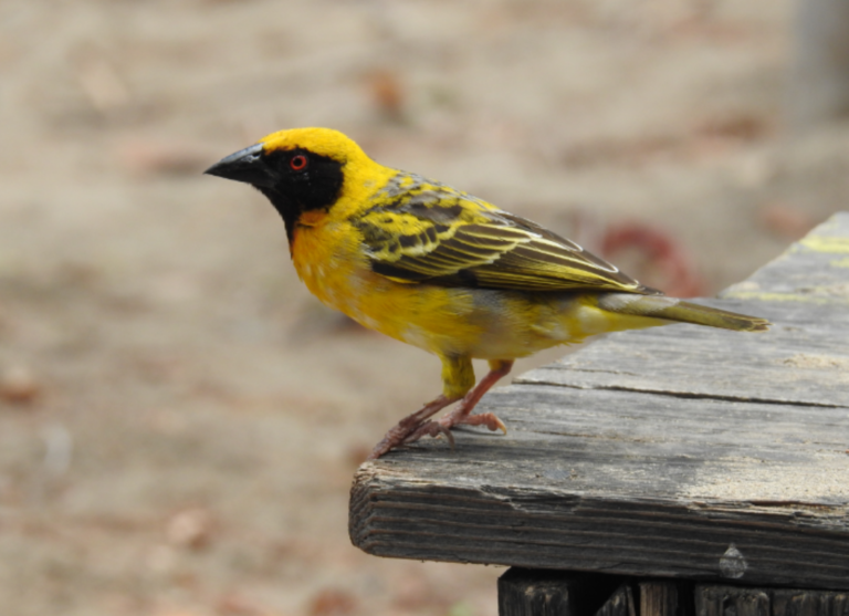 Birds of Reunion Island Photo Essay - Bindu Gopal Rao, Freelance Writer ...