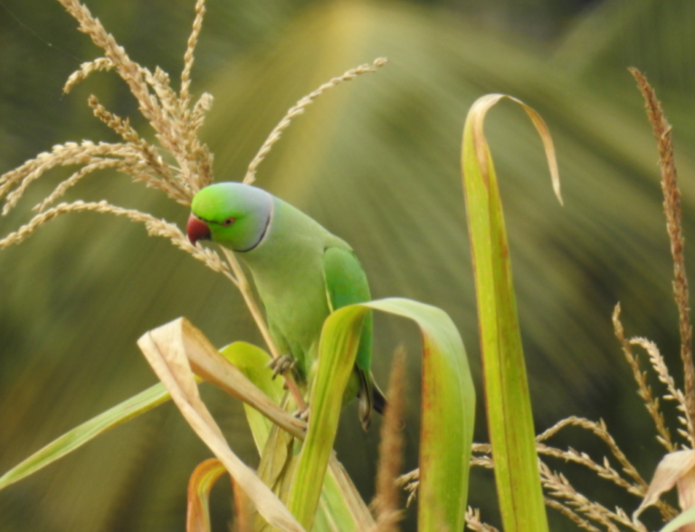 Ganesha at Gulur - Bindu Gopal Rao, Freelance Writer & Photographer
