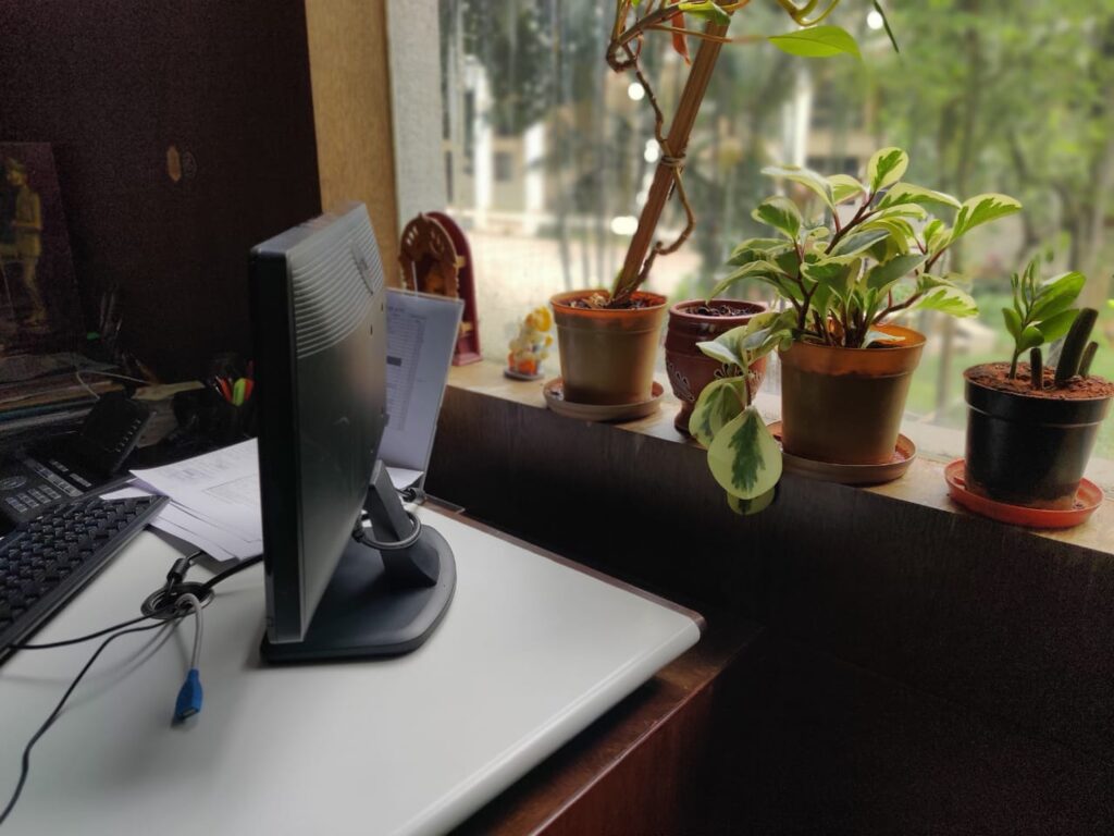 Appemidi Mango - Bindu Gopal Rao, Freelance Writer & Photographer