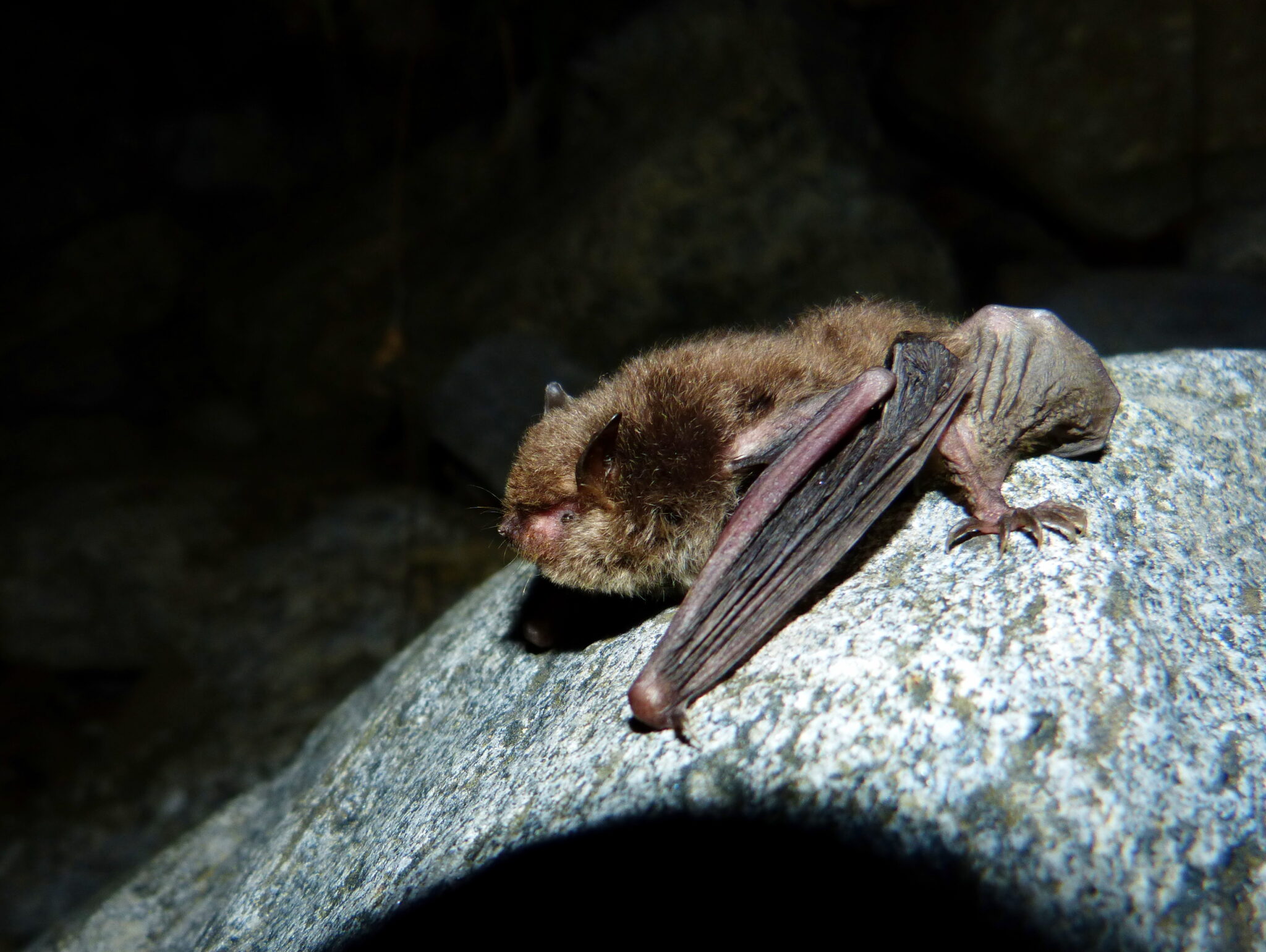 Batting for Bats - Bindu Gopal Rao, Freelance Writer & Photographer