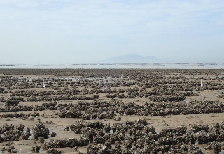 Shellfish Reefs: Ocean Eco Warriors - Bindu Gopal Rao, Freelance Writer ...